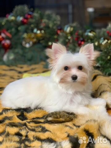 Голдаст йорк