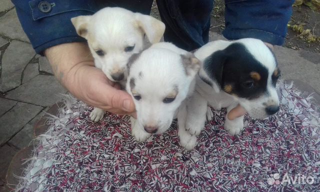 Отдаю в хорошие и добрые руки малышей. Маленькая п