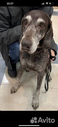 Нашли собаку Курцхаар