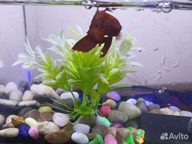 Петушок красный коронохвостый супер дельта