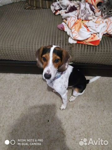 Метиска Бигль-Гончая