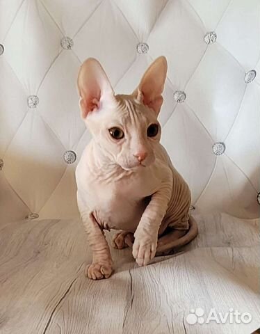 Донской сфинкс котенок