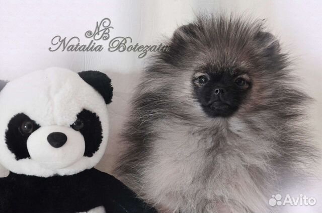 Померанский шпиц волчьего окраса