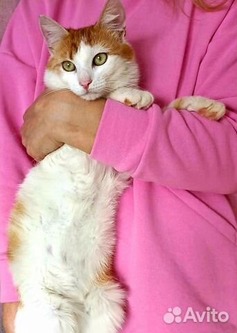 Котик