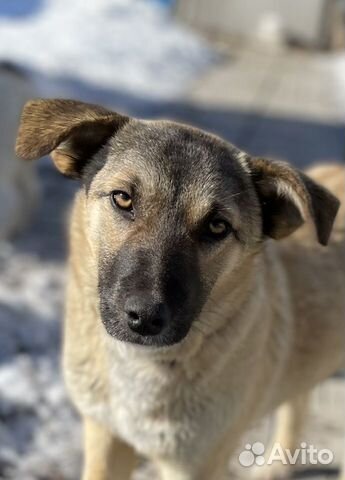 Тося ищет дом