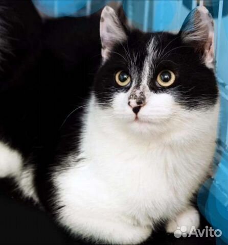 Мальчик 7 месяцев