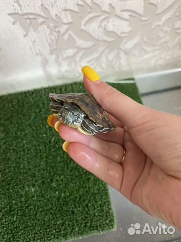 Красноухая черепаха с аквариумом