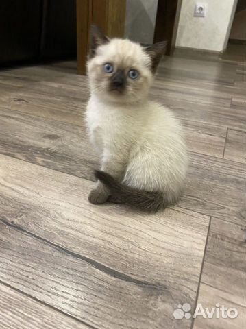 Котенок