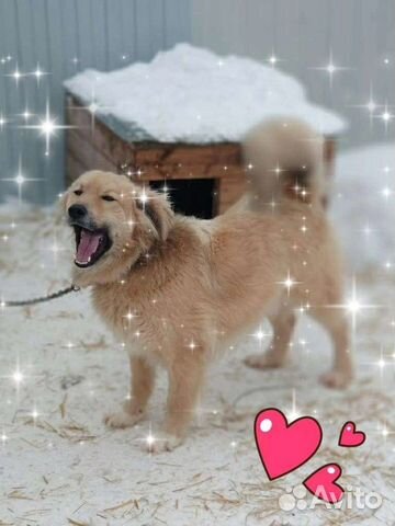 Собака Потап ищет семью