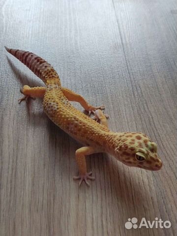 Эублефар геккон с террариумом. Ящерица