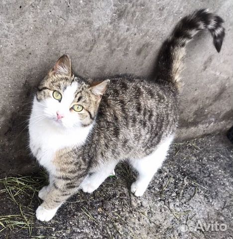 Котенок подросток девочка, совсем молодая кошечка
