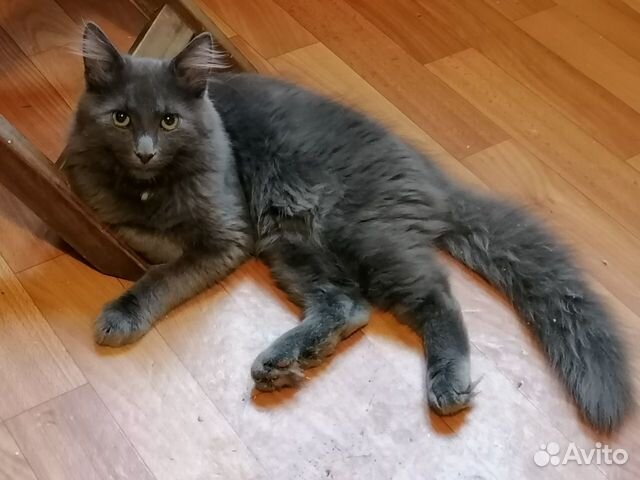 Кот нибелунг вязка