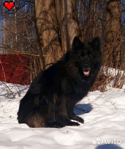 Черная немецкая овчарка