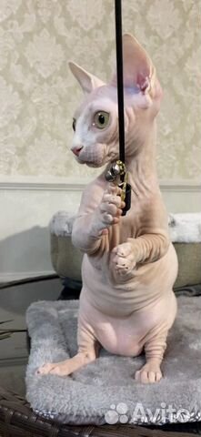 Девочка бамбино