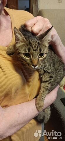 Кошечка ищет дом