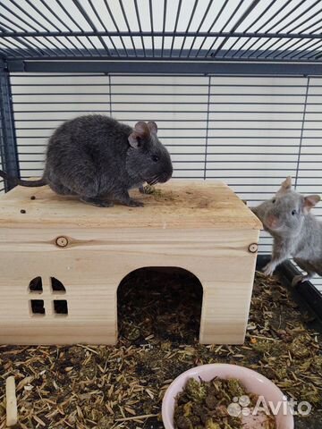 Белка дегу, два мальчика