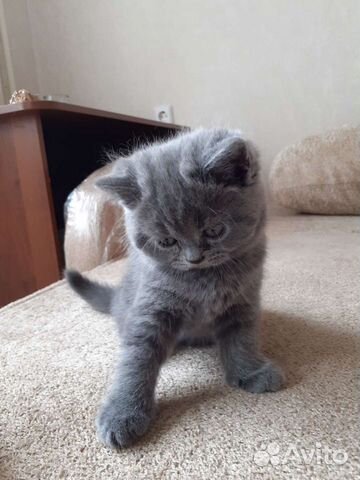 Британская голубая девочка