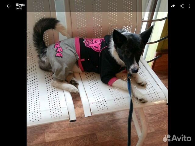 Щенок от небольшой собаки в добрые руки