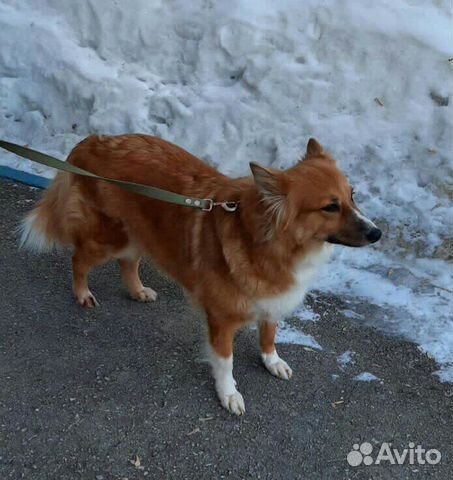Собака Линда ищет хозяина. Отдадим в хорошие руки