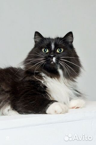 Норвежская лесная