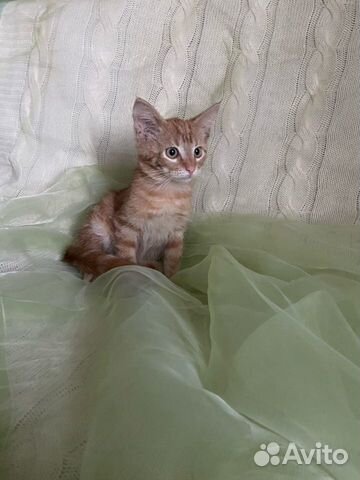 Котята-рыжики,мальчики 2,5 месяца,очень ласковые