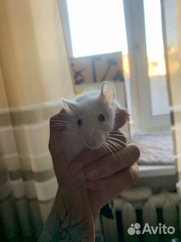 Декоративная крыса