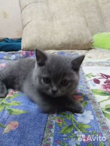 Британская кошка бесплатно