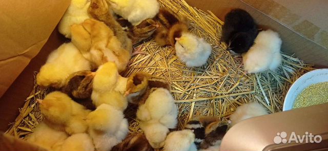 Цыплята доминант