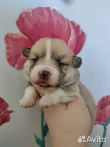 Вельш корги пемброк готовы к резерву