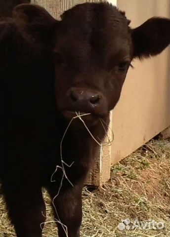 Домашние животные коровы