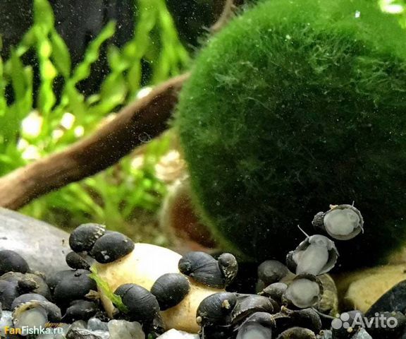 Теодоксус улитка(аквариумная)