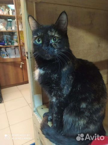 Кошки окрас черепаха