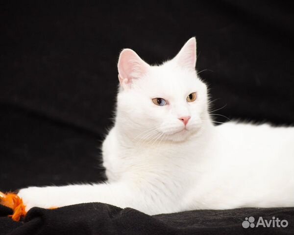 Котик Беляшик в добрые руки