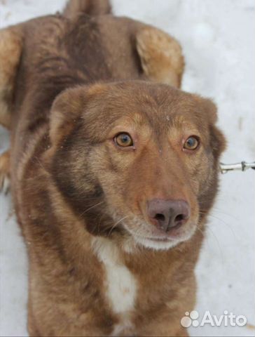 Собака шоколадка в дар