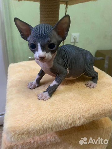 Канадский сфинкс котенок мальчик
