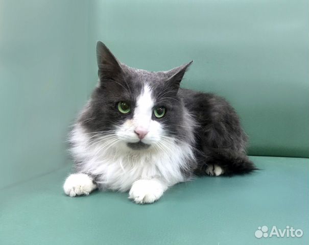 Кот Патрикей в дар