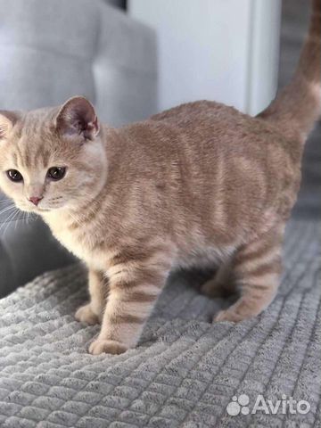 Британская короткошерстная
