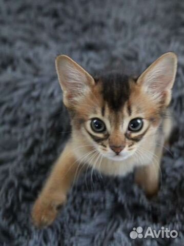 Котёнок сомали (кошка, 3 месяца)