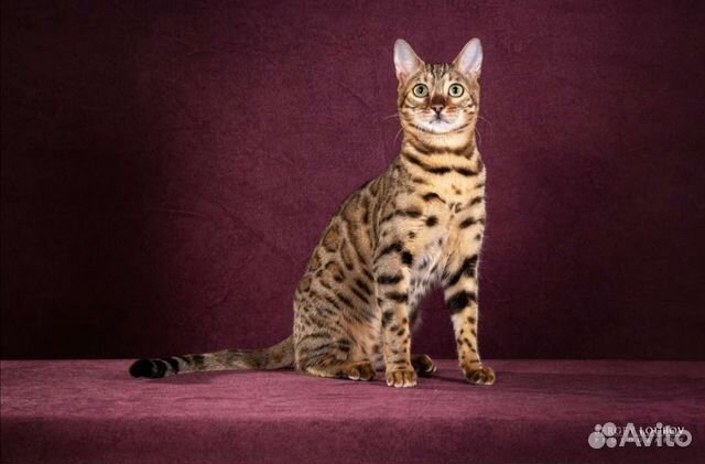 Бенгальская кошка