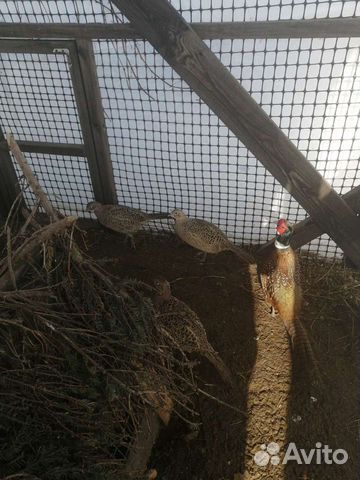 Фазан охотничий