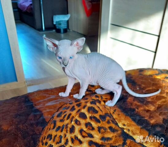 Канадский сфинкс