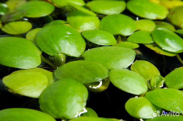 Лимнобиум (растение для аквариума )