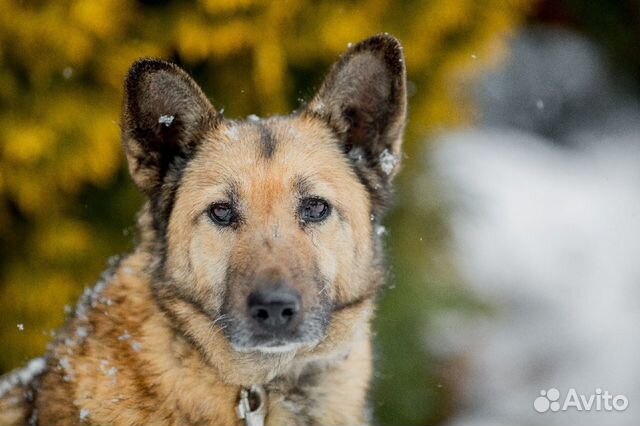 Собака Маня в добрые руки