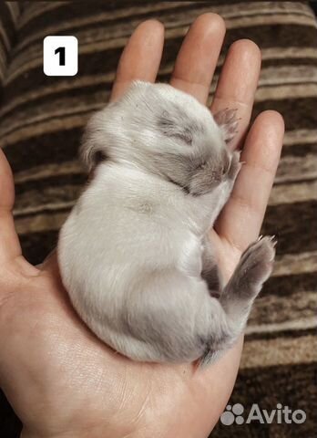 Декоративные крольчата