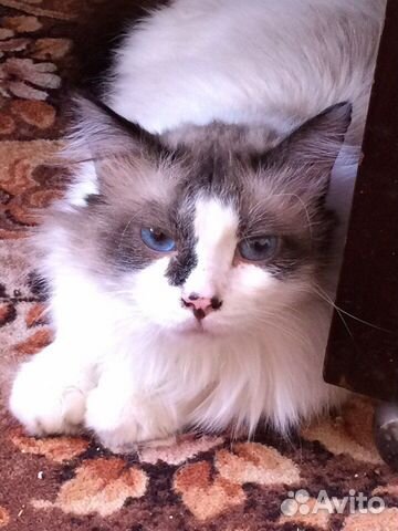 Кошки бесплатно