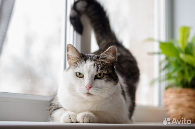 Кошечка Фаня в надёжные руки