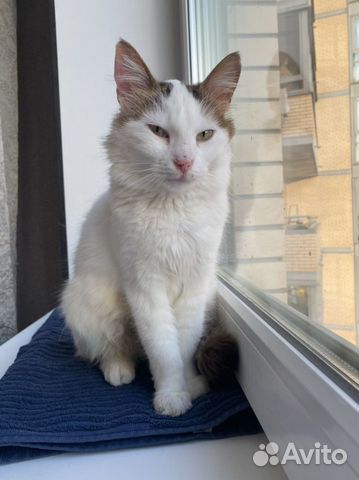 Кошка красавица в дар