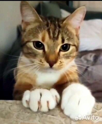 Бенгальская кошка