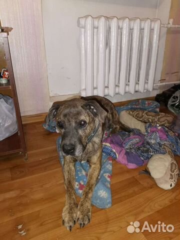 Отдам стафа бесплатно