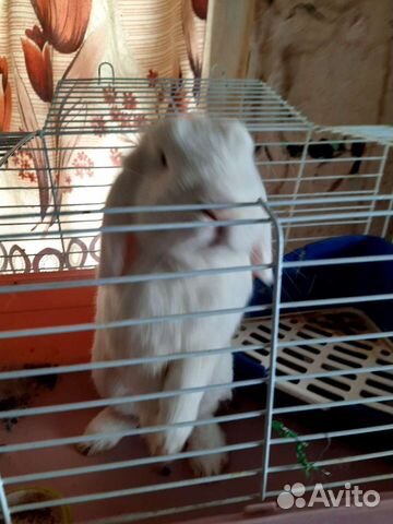 Вязка кроликов, вислоухий